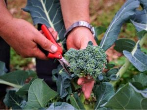 Aprenda cómo y cuándo cosechar brócoli – Eljardin