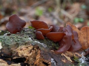 Identificación de hongos de oreja de madera: que hacer con un hongo de ...