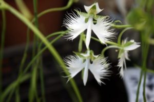 Que es una flor de garza: aprenda sobre el cuidado de la flor de garza ...
