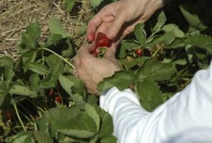Tiempo de cosecha de fresas: como y cuando recoger fresas – Eljardin